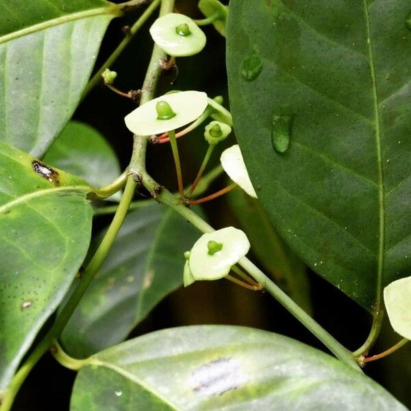 Heisteria Acuminata Care Guide: Water, Soil & Propagation - Plantiary
