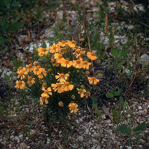 American Sneezeweed (Helenium Amarum) Plant Care & How to Grow, Water