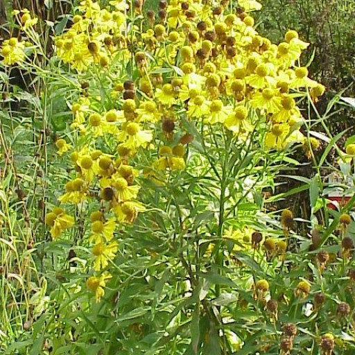 Sneezeweed (Helenium Autumnale) Plant Care & How to Grow, Water
