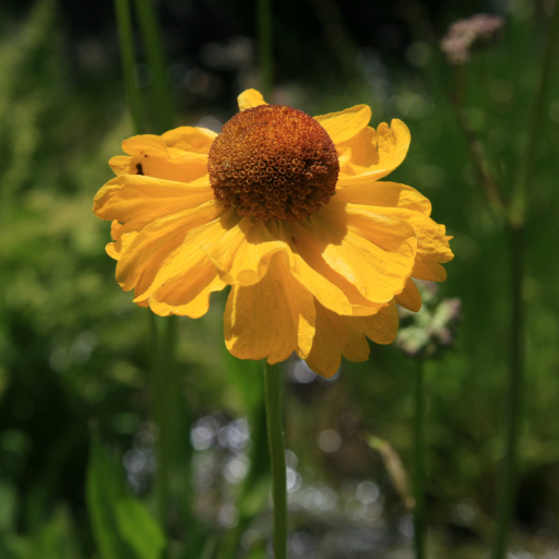 Bigelow's Sneezeweed (Helenium Bigelovii) Plant Care & How to Grow, Water