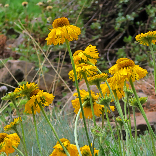 Coastal Sneezeweed (Helenium Bolanderi) Plant Care & How to Grow, Water