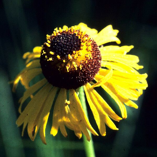 Shortleaf Sneezeweed (Helenium Brevifolium) Plant Care & How to Grow, Water