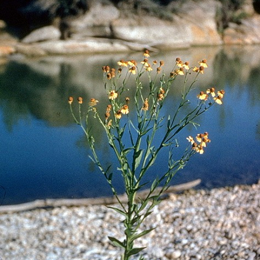 Pretty Sneezeweed (Helenium Elegans) Plant Care & How to Grow, Water
