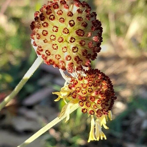 Helenium Radiatum Care Guide: Water, Soil & Propagation - Plantiary