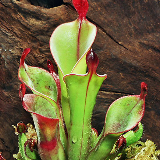 Sun Pitchers (Heliamphora Chimantensis) Plant Care & How to Grow, Water