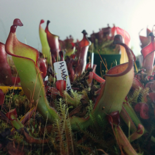 Heliamphora Heterodoxa Plant Care & How to Grow, Water