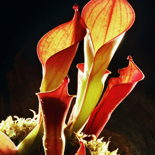 Heliamphora Ionasi Plant Care & How to Grow, Water