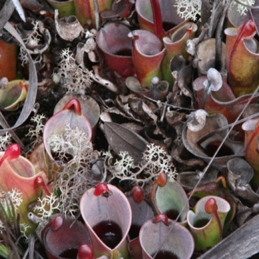 Sun Pitchers (Heliamphora Minor) Plant Care & How to Grow, Water