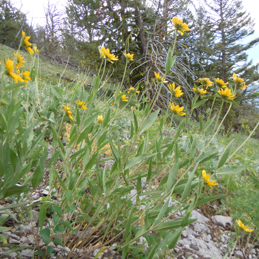 Little Sunflower (Helianthella Uniflora) Plant Care & How to Grow, Water