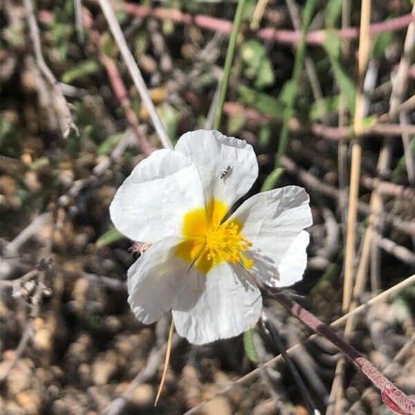 Helianthemum Asperum Plant Care & How to Grow, Water