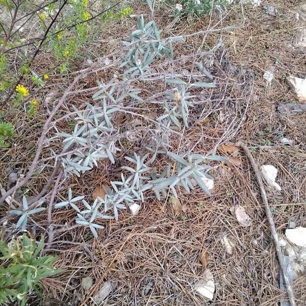 Lavender-Leaved Rockrose (Helianthemum Syriacum) Care Guide: Water ...