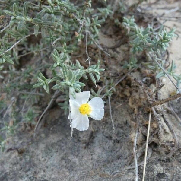 Helianthemum Violaceum Plant Care & How to Grow, Water