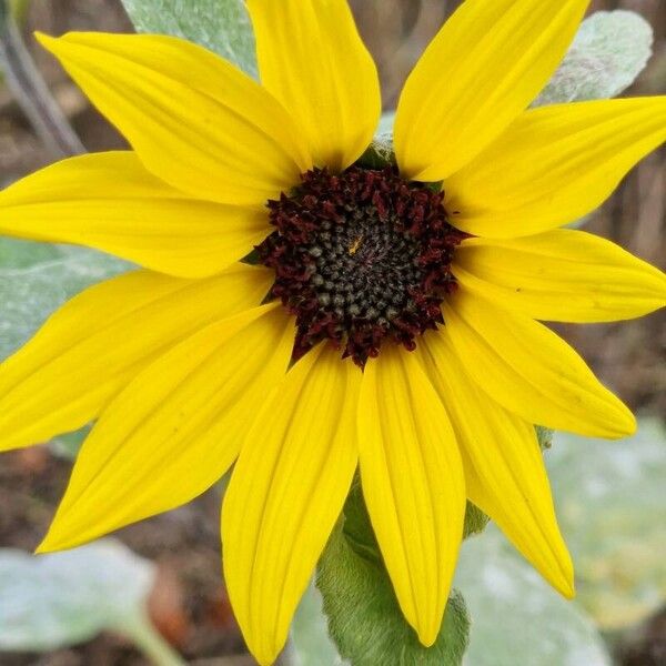 Silver-Leaf Sunflower (Helianthus Argophyllus) Plant Care & How to Grow, Water