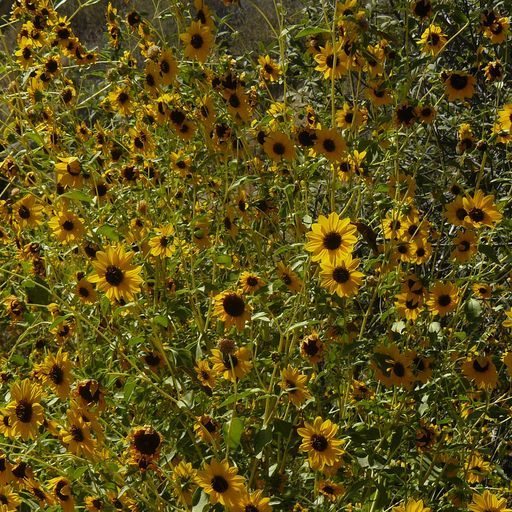 Bolander's Sunflower (Helianthus Bolanderi) Plant Care & How to Grow, Water