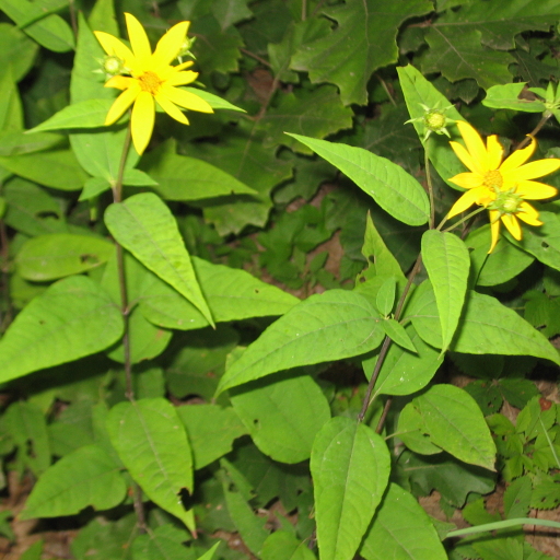 Woodland Sunflower (Helianthus Divaricatus) Plant Care & How to Grow, Water