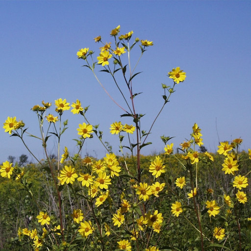Giant Sunflower (Helianthus Giganteus) Plant Care & How to Grow, Water