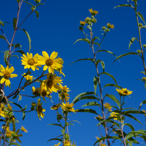 Sawtooth Sunflower (Helianthus Grosseserratus) Plant Care & How to Grow ...