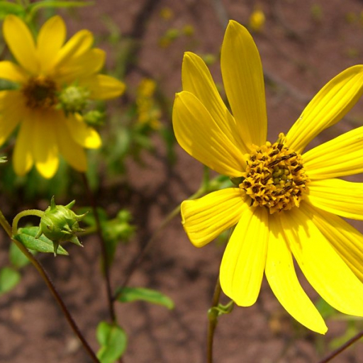 Hairy Sunflower (Helianthus Hirsutus) Plant Care & How to Grow, Water