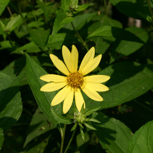 Perennial Sunflower (Helianthus × Laetiflorus) Plant Care & How to Grow ...