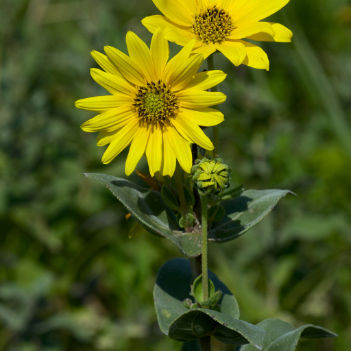 Ashy Sunflower (Helianthus Mollis) Plant Care & How to Grow, Water