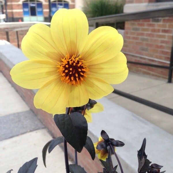 Snowy Sunflower (Helianthus Niveus) Plant Care & How to Grow, Water