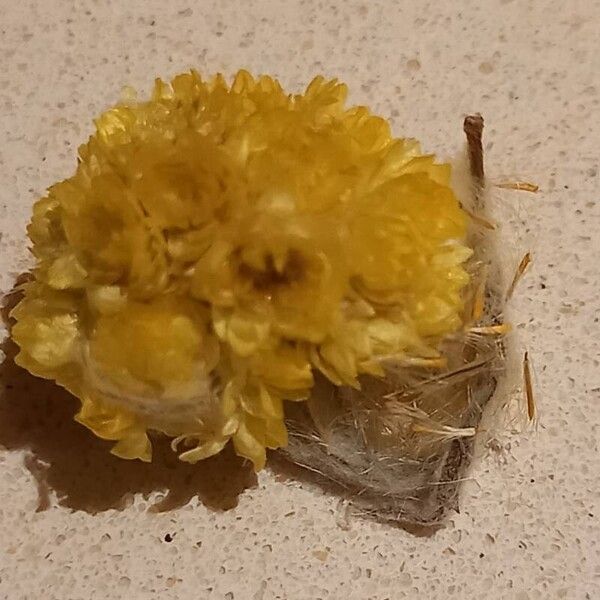 Helichrysum Armenium Care Guide: Water, Soil & Propagation - Plantiary