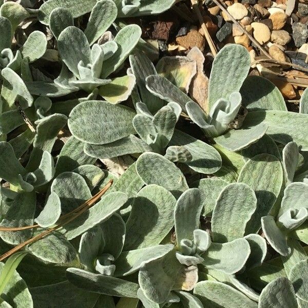 Helichrysum Basalticum Care Guide: Water, Soil & Propagation - Plantiary