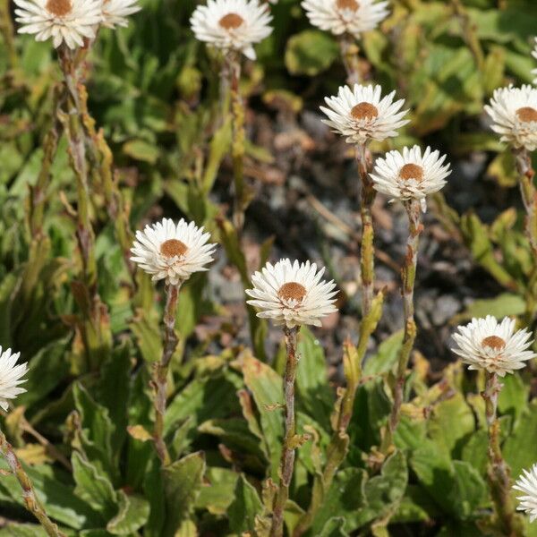 Helichrysum Bellum Plant Care & How to Grow, Water