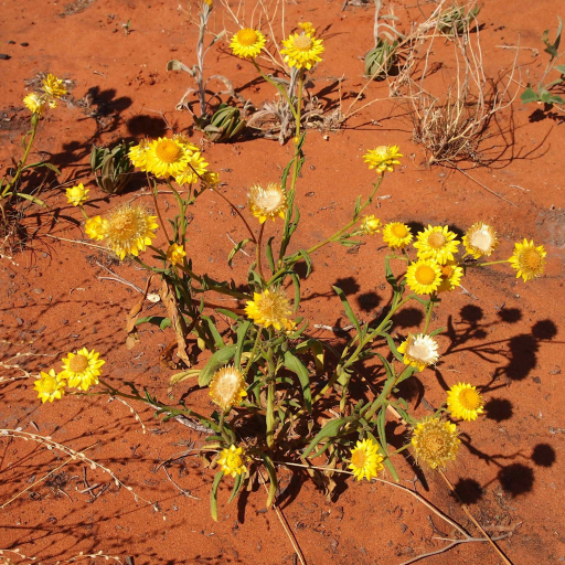 Annual Everlasting-Flower (Helichrysum Bracteatum) Plant Care & How to ...