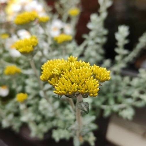Gold Carpet (Helichrysum Cymosum) Plant Care & How to Grow, Water