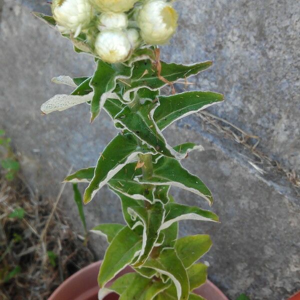 Stinking Strawflower (Helichrysum Foetidum) Plant Care & How to Grow, Water