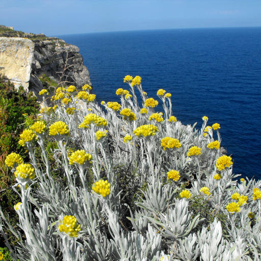 Maltese Everlasting (Helichrysum Melitense) Plant Care & How to Grow, Water