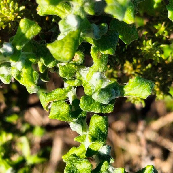 Helichrysum Patulum Plant Care & How to Grow, Water