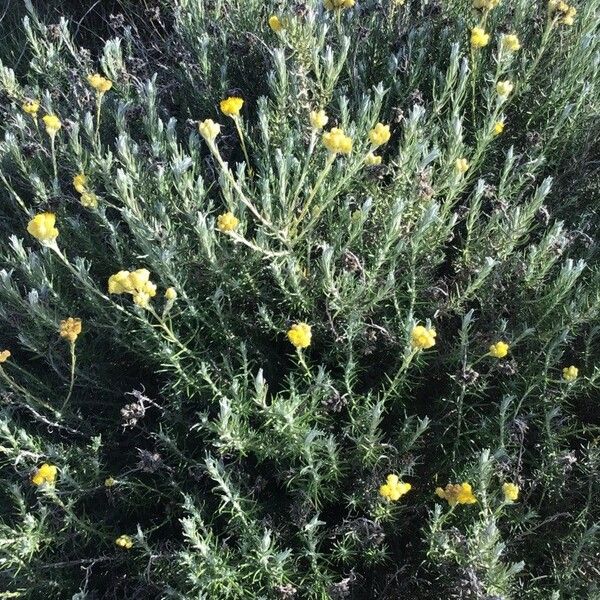 Pachcha Pendulum (Helichrysum Pendulum) Plant Care & How to Grow, Water