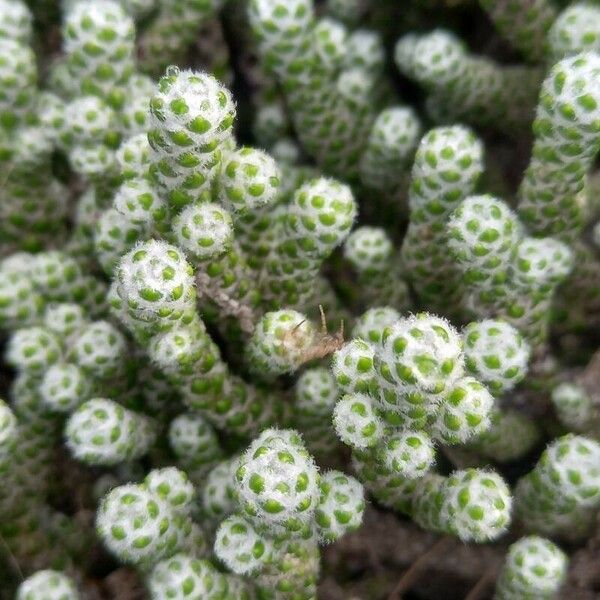 Helichrysum × Selago Plant Care & How to Grow, Water