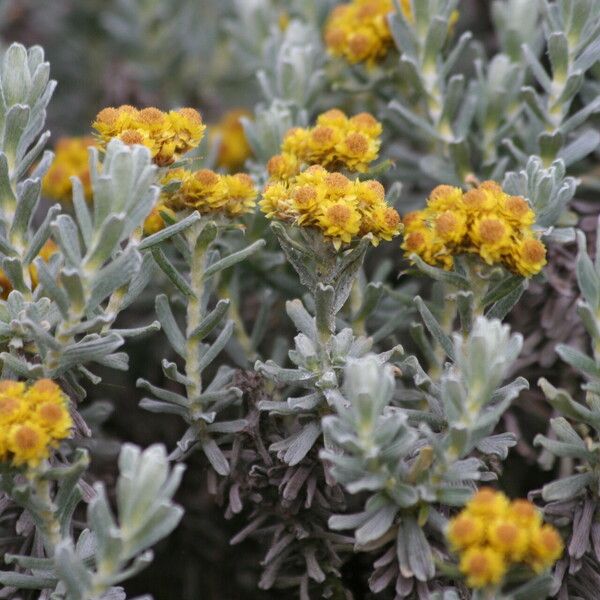 Cape Gold Everlasting (Helichrysum Splendidum) Plant Care & How to Grow, Water