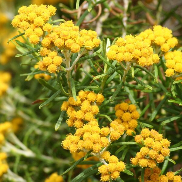 Helichrysum Trilineatum Plant Care & How to Grow, Water