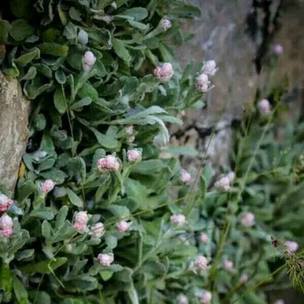 White Everlasting (Helichrysum Virgineum) Care Guide: Water, Soil ...