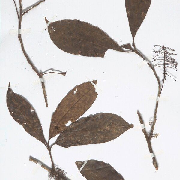 Helicia Petiolaris Care Guide: Water, Soil & Propagation - Plantiary