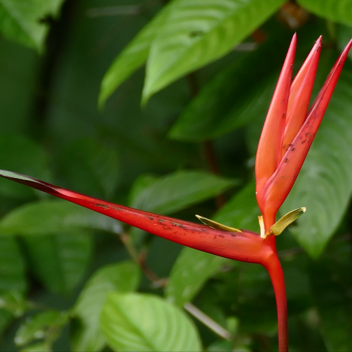 Rich Heliconia (Heliconia Acuminata) Plant Care & How to Grow, Water