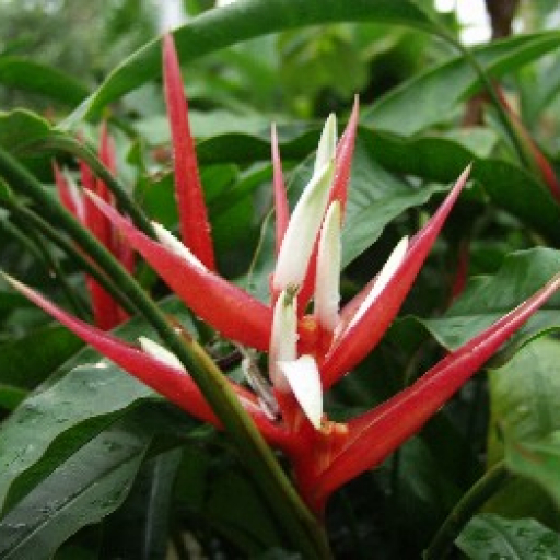 Brazilian Heliconia (Heliconia Angusta) Plant Care & How to Grow, Water