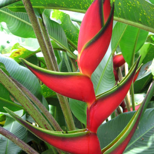 Yellow Mombin (Spondias Mombin) Plant Care & How to Grow, Water