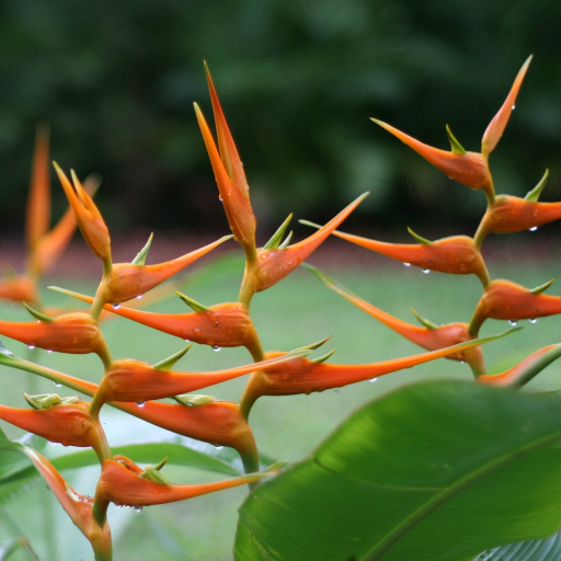 Lobsterclaw (Heliconia Caribaea) Plant Care & How to Grow, Water