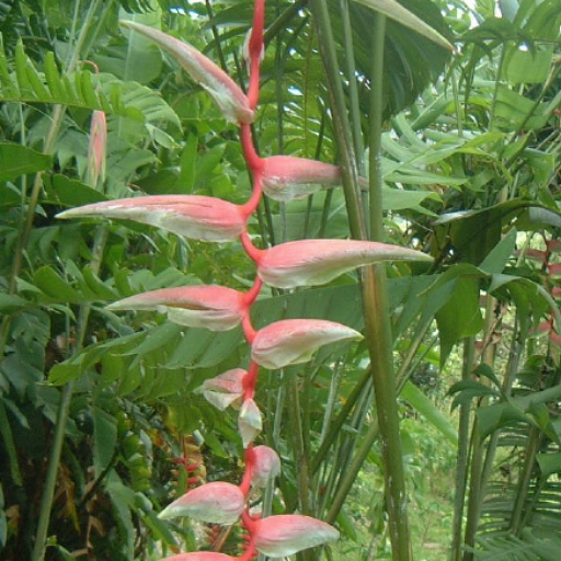 Pink Flamingo Heliconia (Heliconia Chartacea) Plant Care & How to Grow ...
