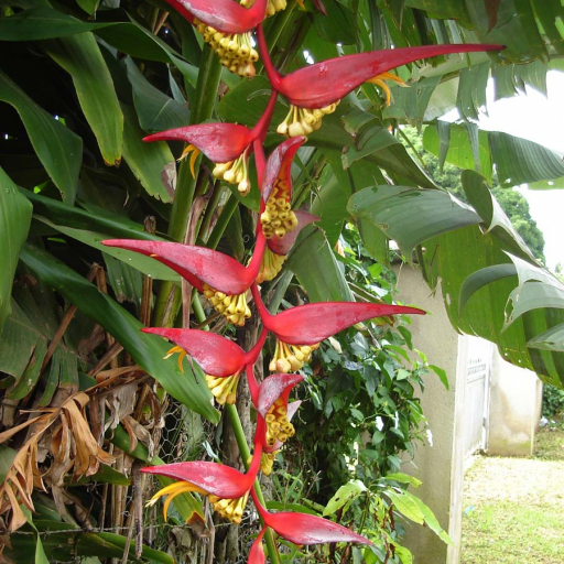 Platanillo (Heliconia Collinsiana) Plant Care & How to Grow, Water