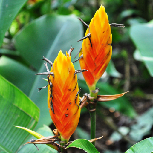 Heliconia Episcopalis Plant Care & How to Grow, Water