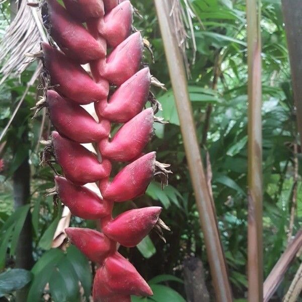 Red Giant Heliconia (Heliconia Imbricata) Plant Care & How to Grow, Water
