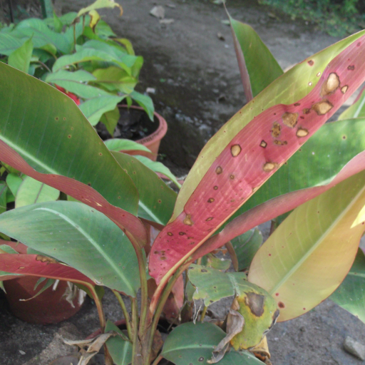 Heliconia Indica Plant Care & How to Grow, Water