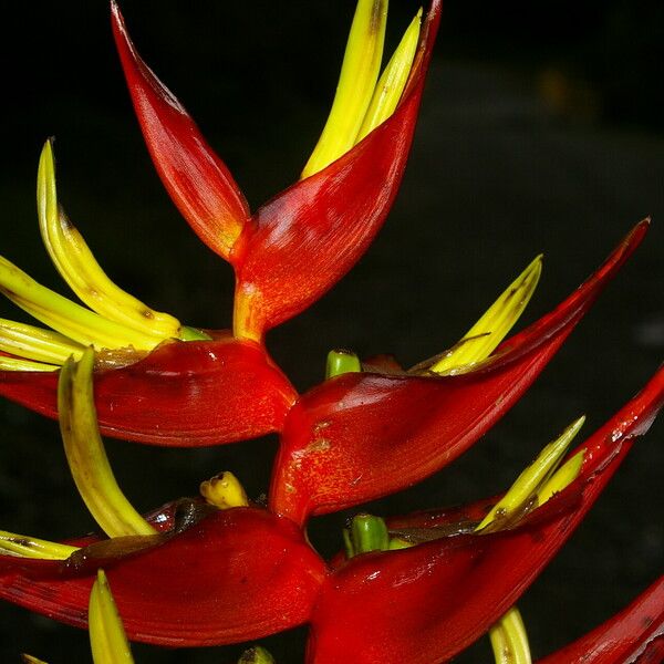 Heliconia Lankesteri Plant Care & How to Grow, Water