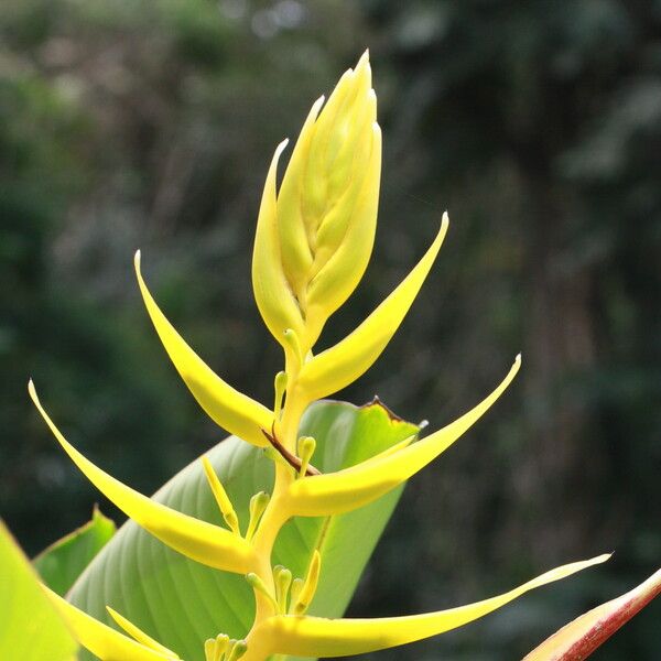 Heliconia Lingulata Plant Care & How to Grow, Water
